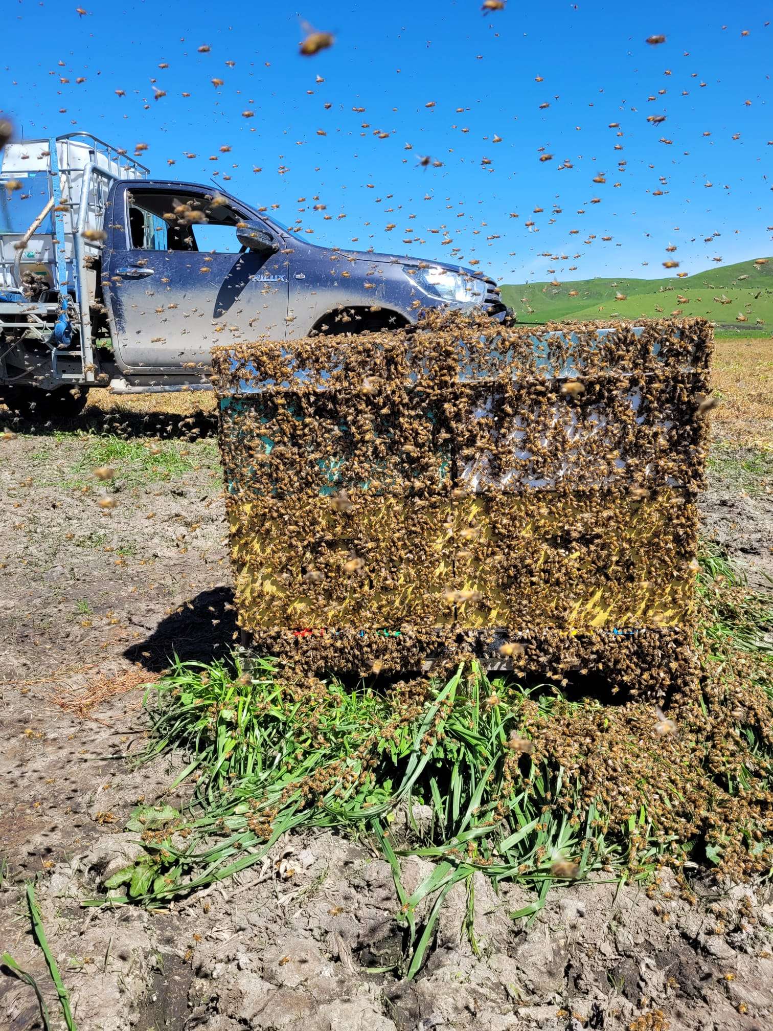 Hinterland Manuka Honey - 24 Royal Bloom